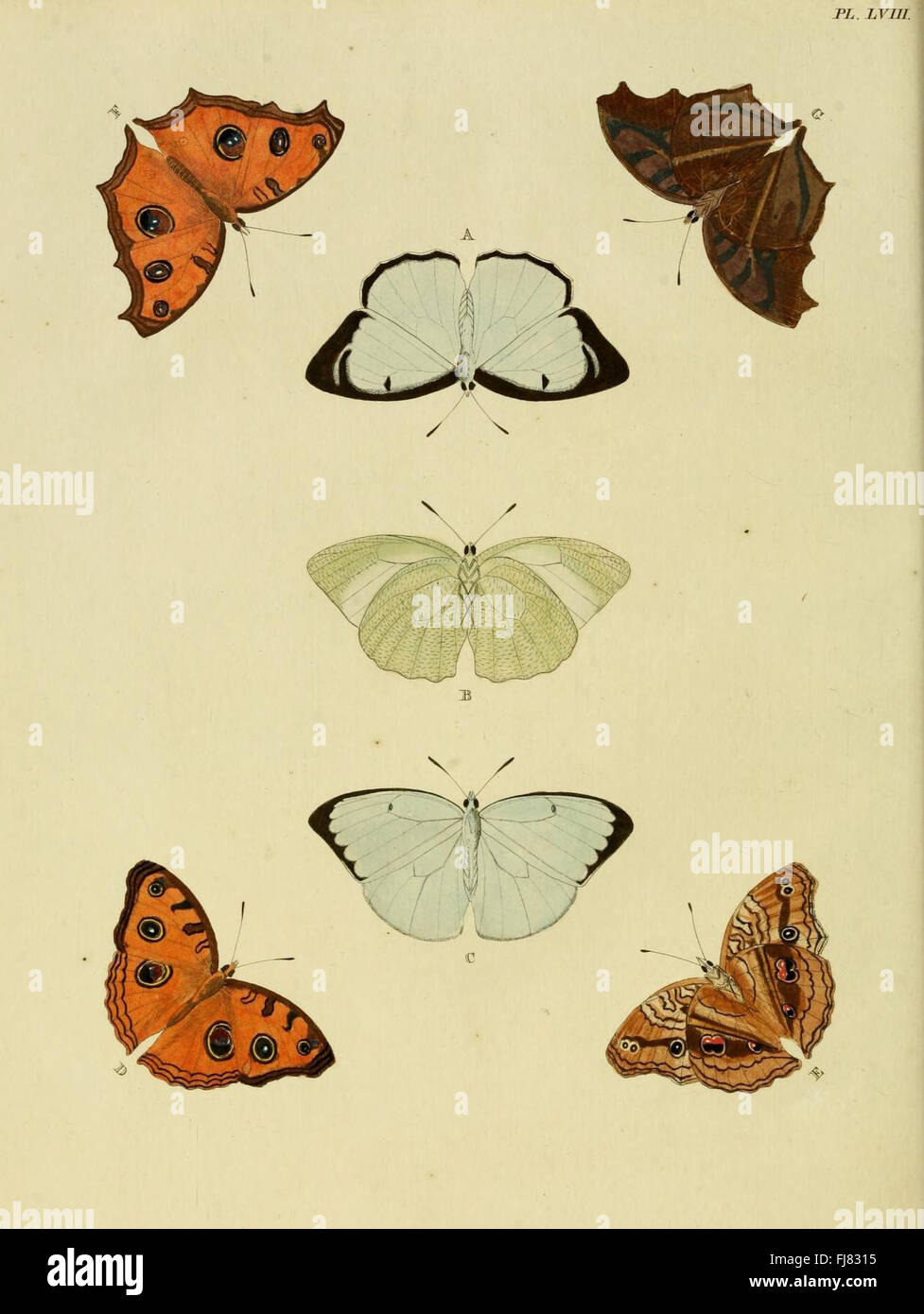 A Dutch work focusing on foreign butterflies, particularly species from ...