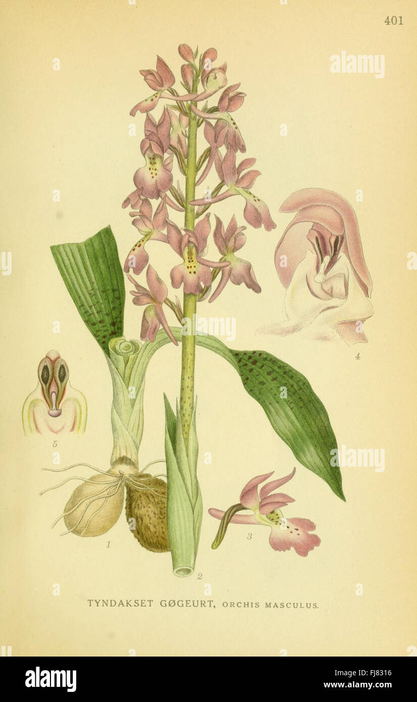 Billeder af nordens flora (Plate 401): A botanical work illustrating ...