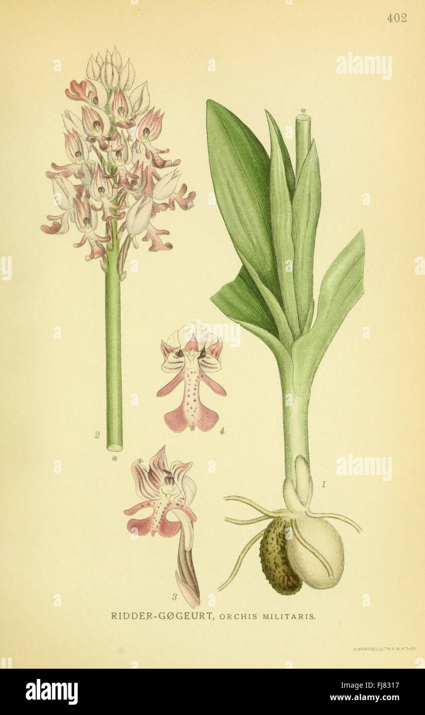 An illustration of the flora from the northern regions of Scandinavia ...