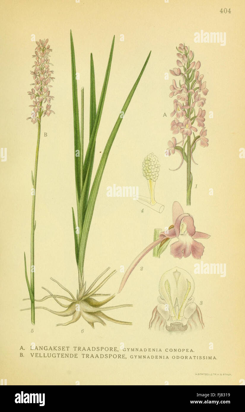 Scandinavian flora research hi-res stock photography and images - Alamy
