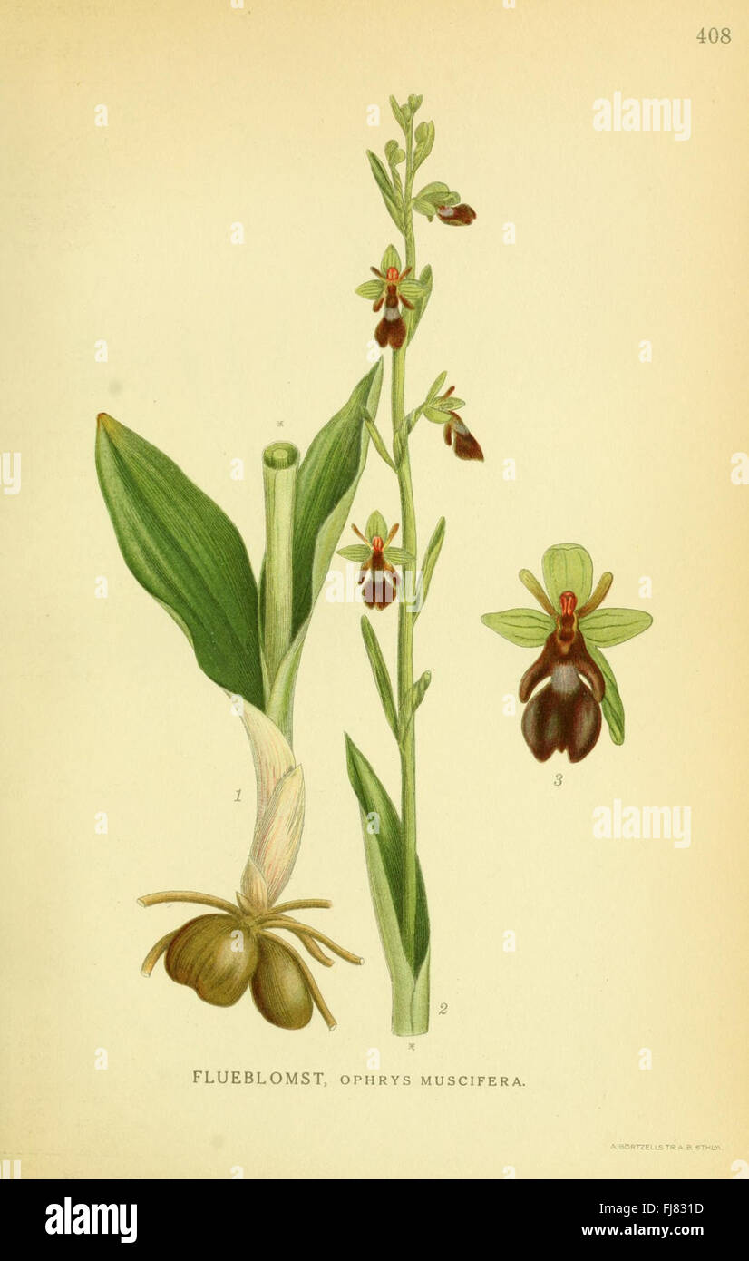 Botanical illustrations from the northern regions of Scandinavia ...