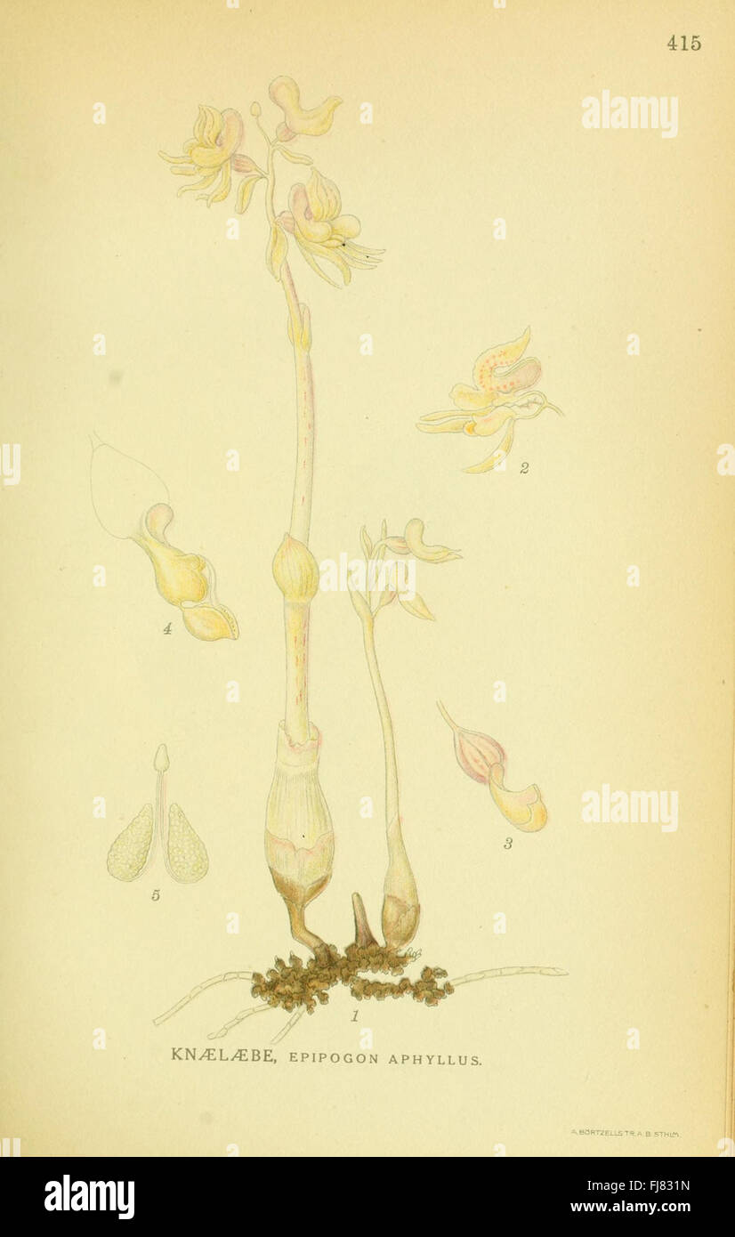 An illustrated botanical work depicting the flora of Scandinavia, with ...
