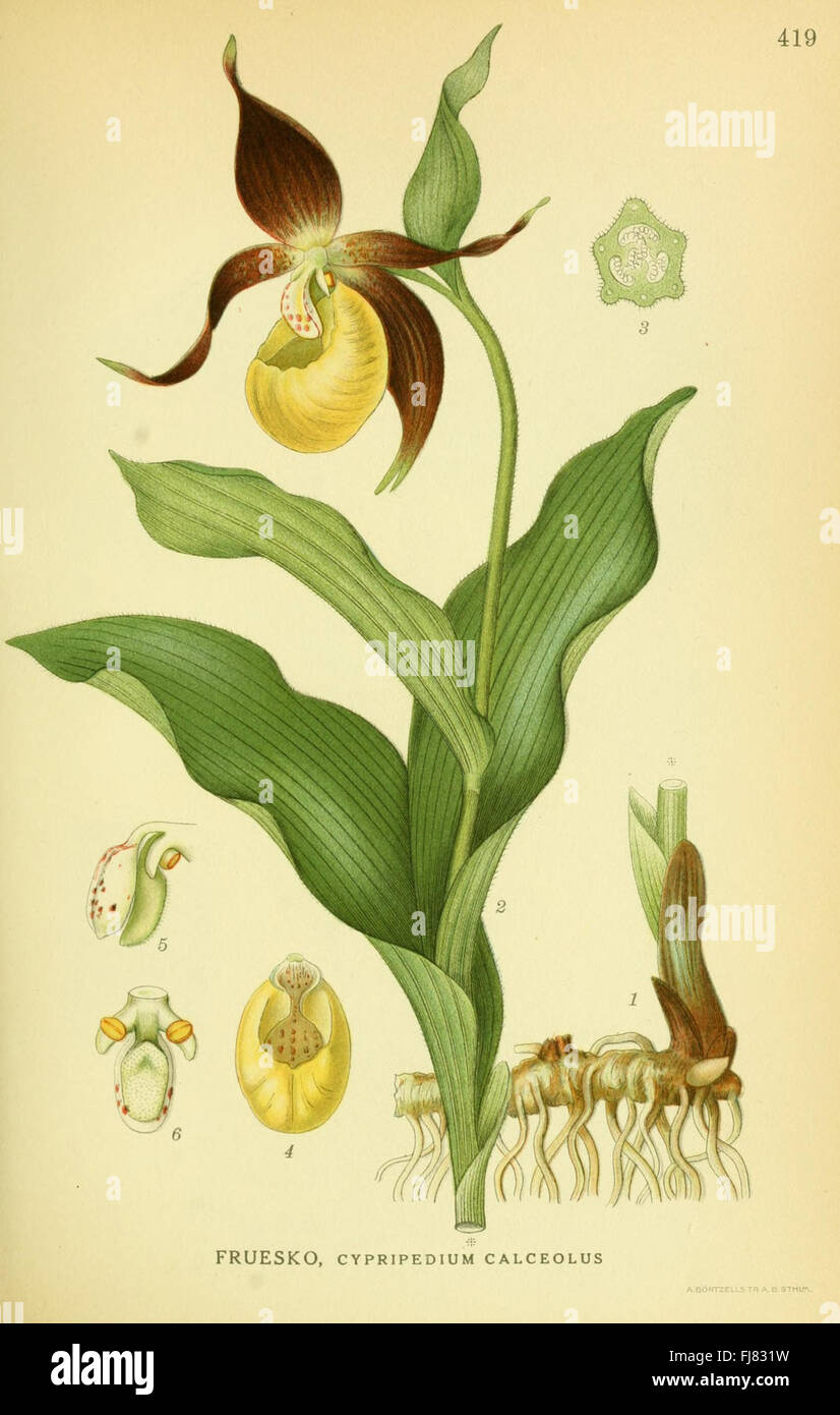 An illustrated botanical work depicting the flora of the Nordic region ...