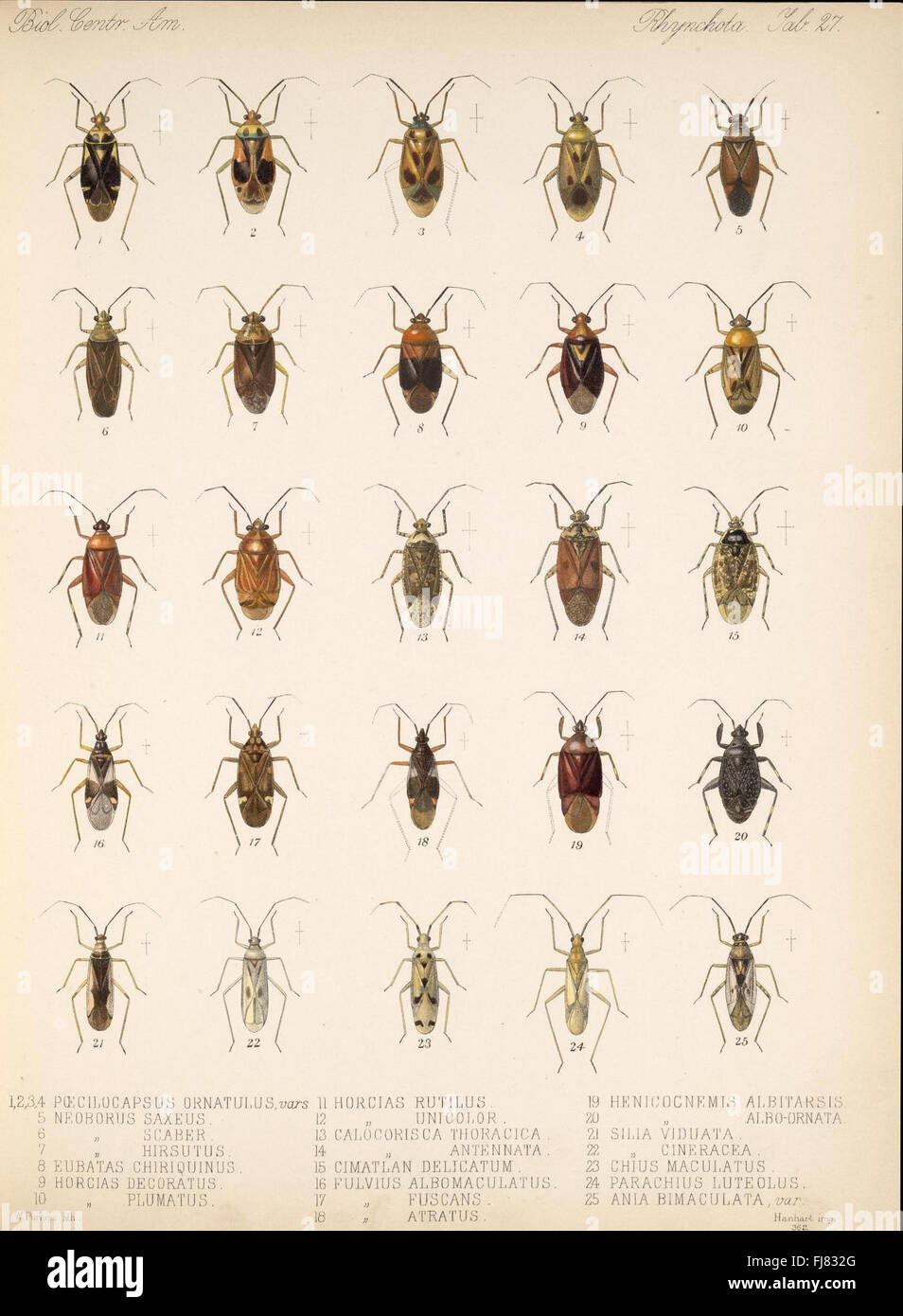 A comprehensive biological study of Central American flora and fauna ...