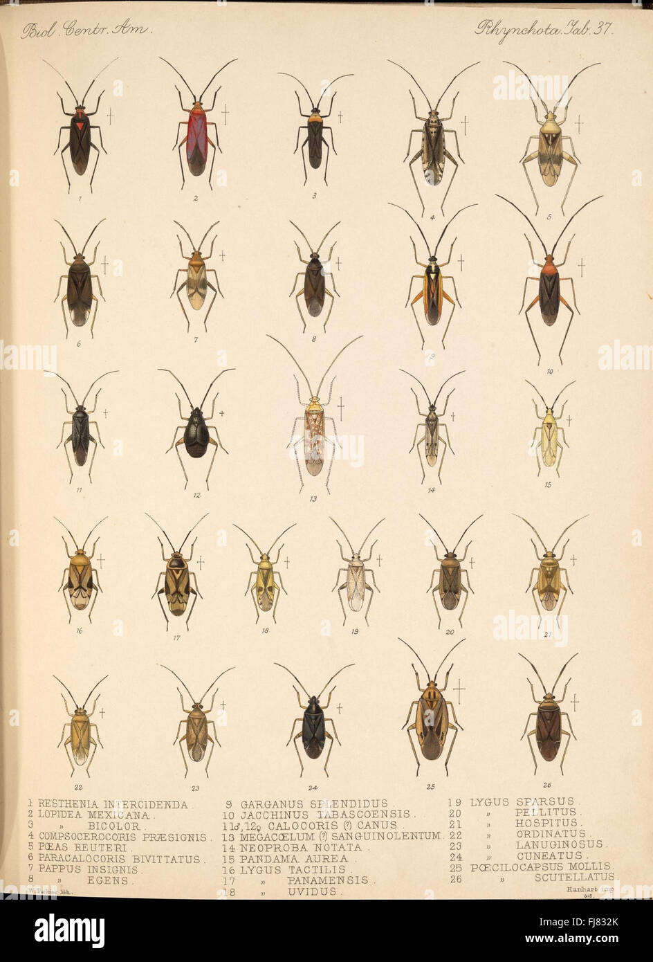 A comprehensive study of the flora and fauna of Central America ...