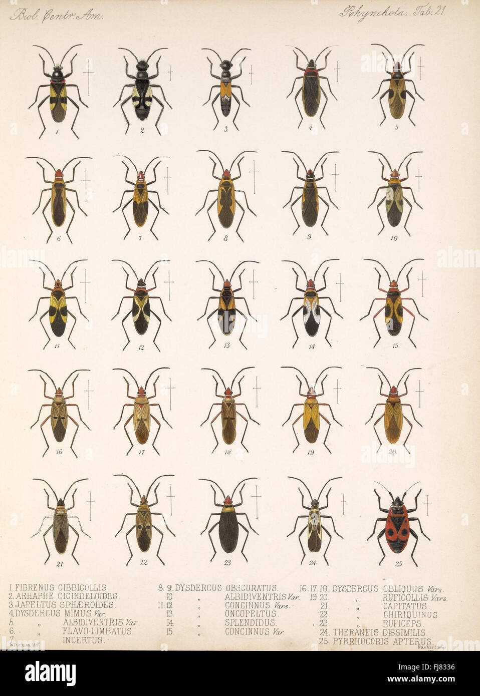 Comprehensive biological research on the flora and fauna of Central ...
