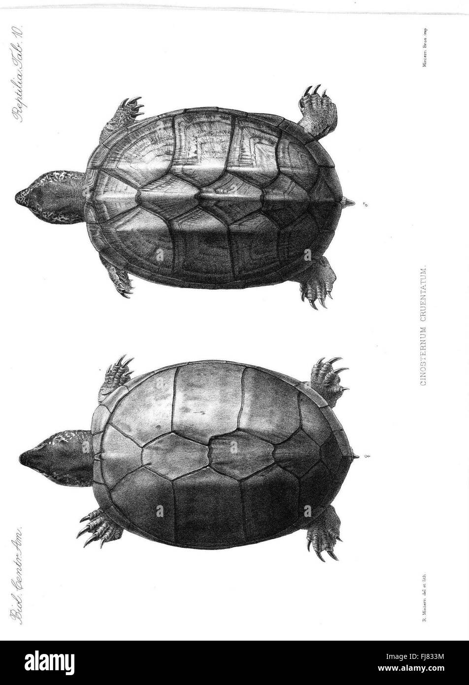 Botany and zoology Cut Out Stock Images & Pictures - Alamy