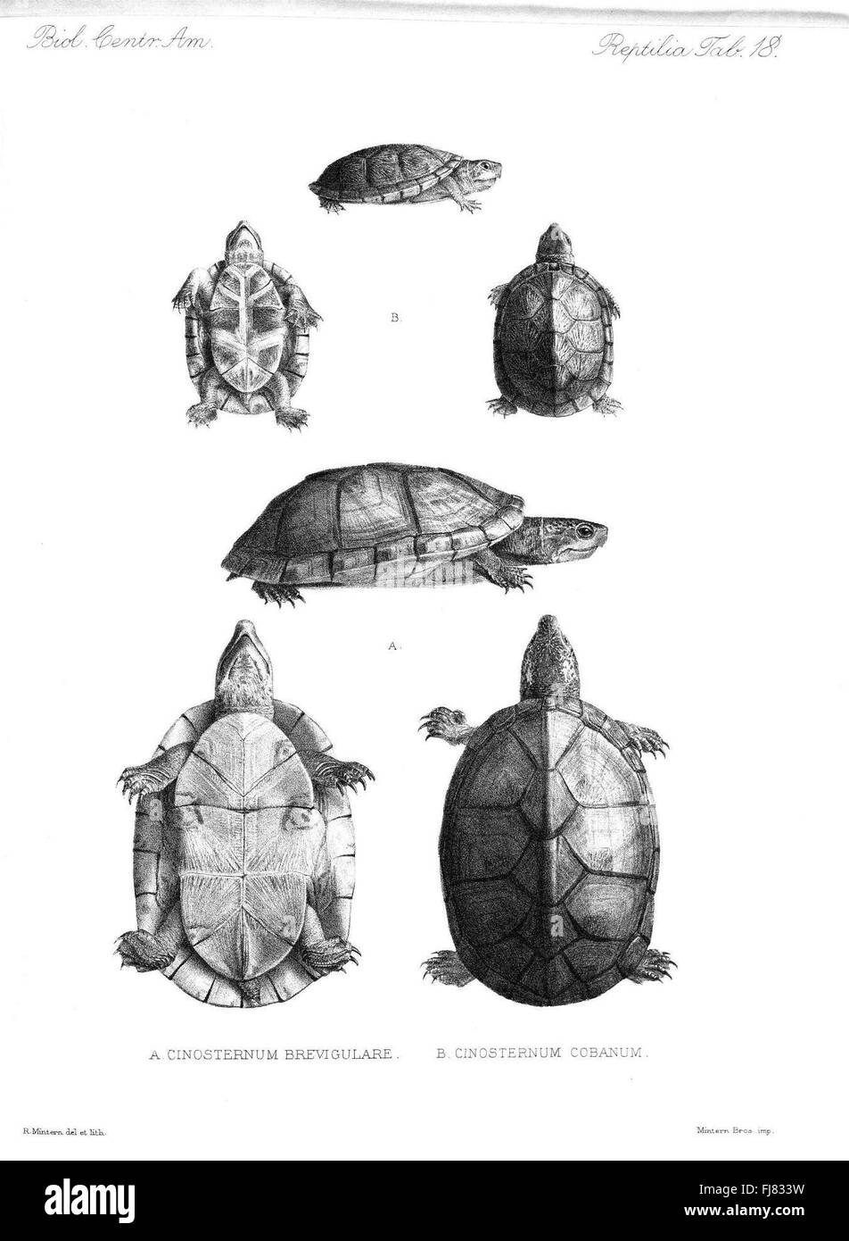 Biological research of Central America, Smithsonian Institution ...