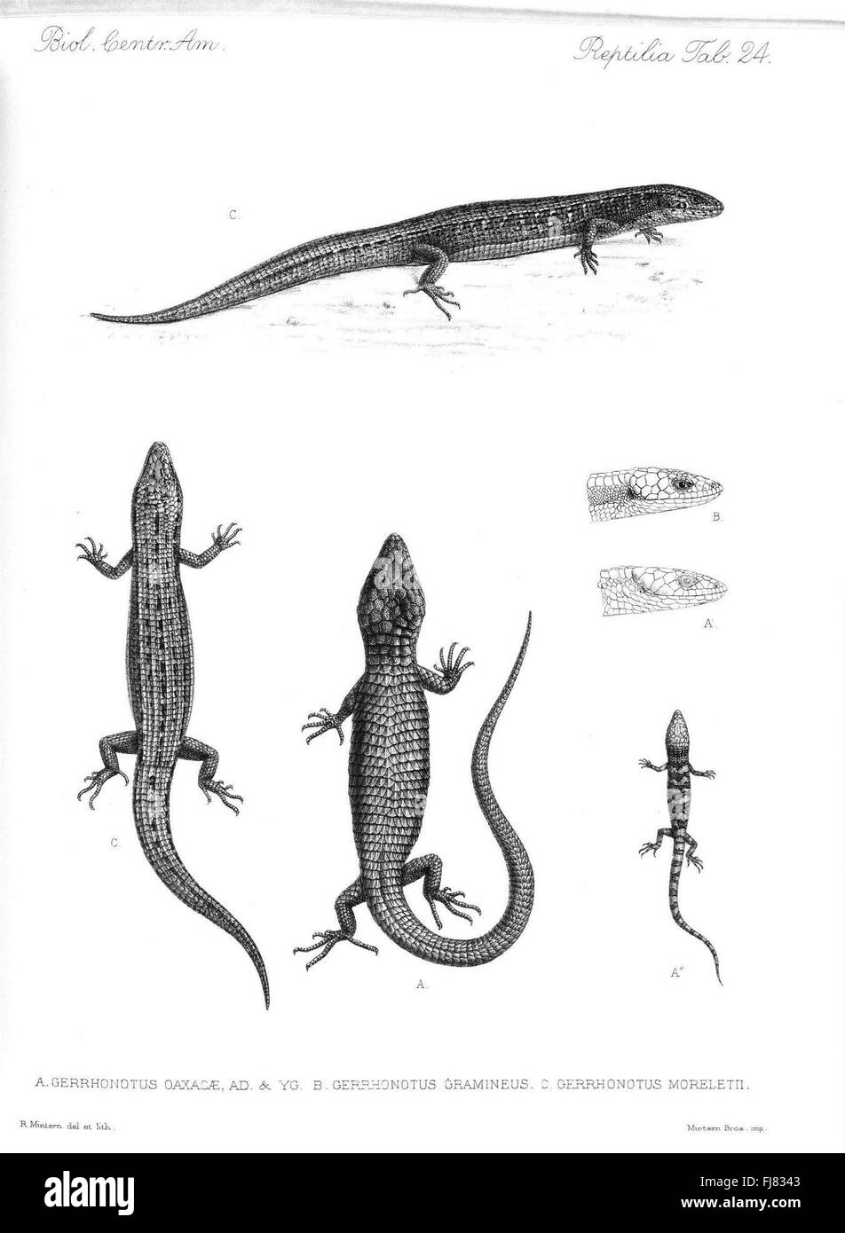 A comprehensive study of the flora and fauna of Central America ...