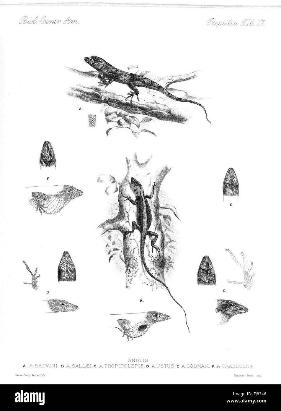 A comprehensive study of Central American biology, covering a wide ...