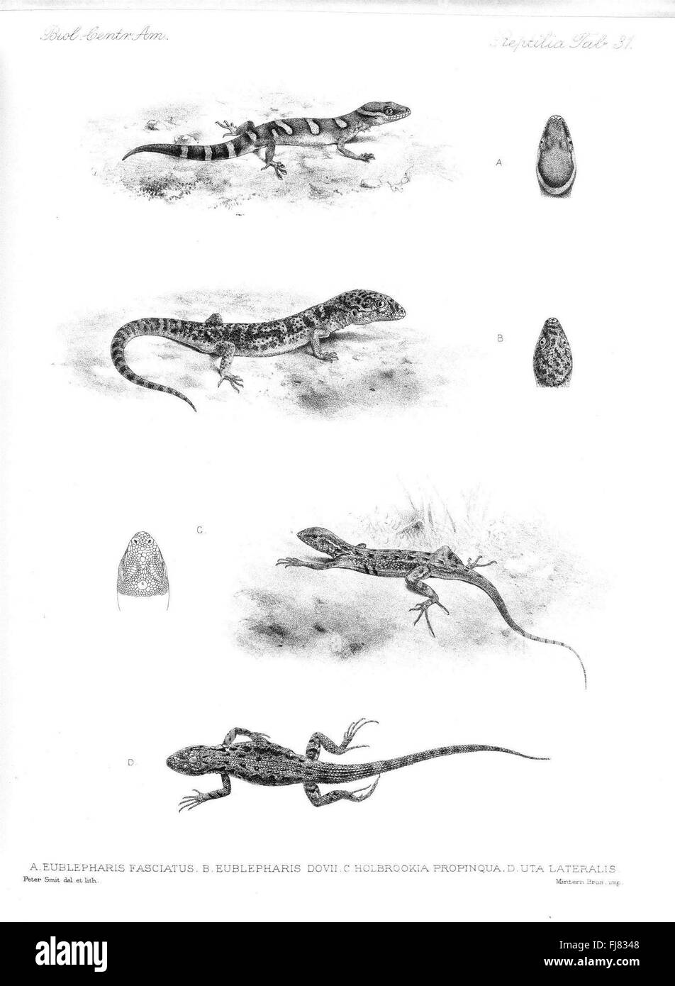 A detailed account of the flora and fauna of Central America, with ...