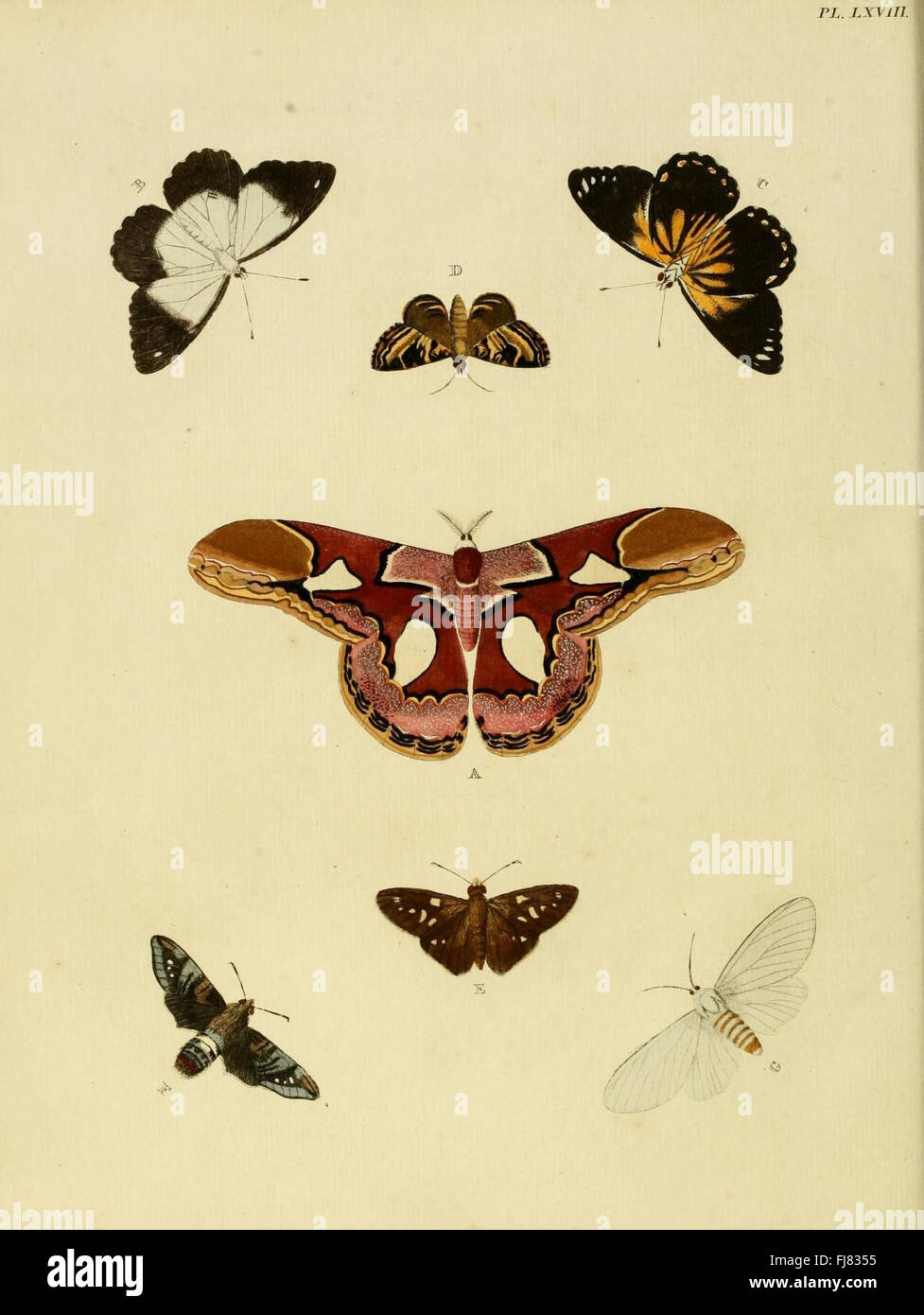 Lepidoptera species catalog hi-res stock photography and images - Alamy