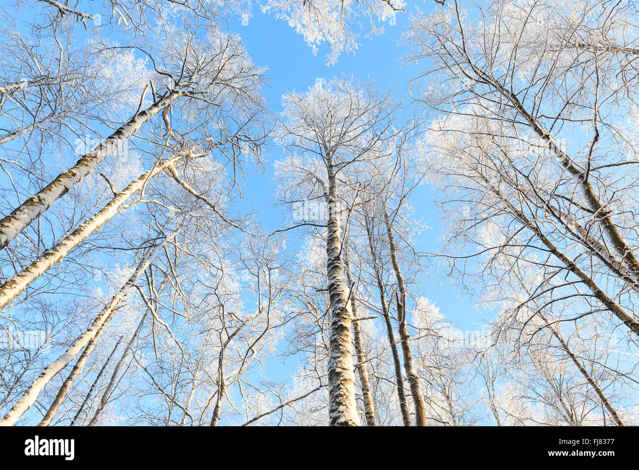 Trees perspective hi-res stock photography and images - Alamy
