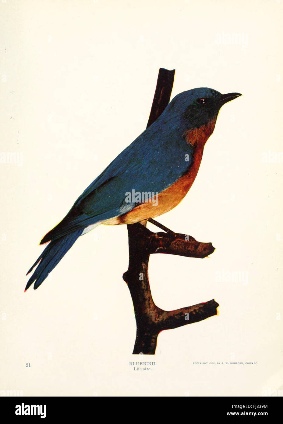 A colorful illustration of North American birds, capturing their ...