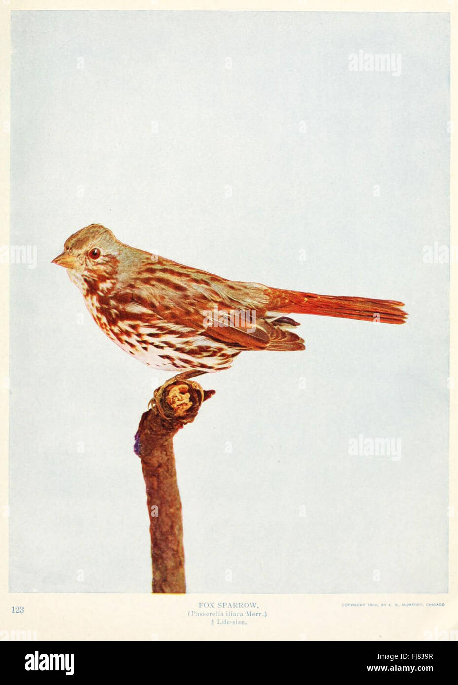 Birds and nature in natural colors (Plate 15 Stock Photo - Alamy