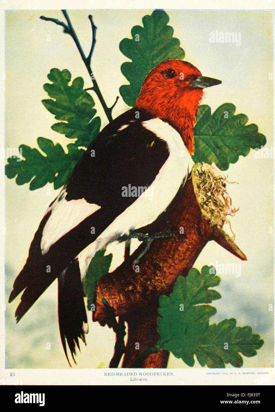 Birds and Nature in Natural Colors (Plate 17) - A vivid and detailed ...