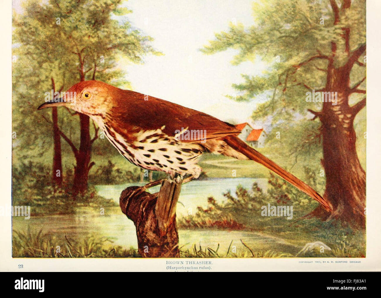 Birds and nature in natural colors (Plate 2 Stock Photo - Alamy