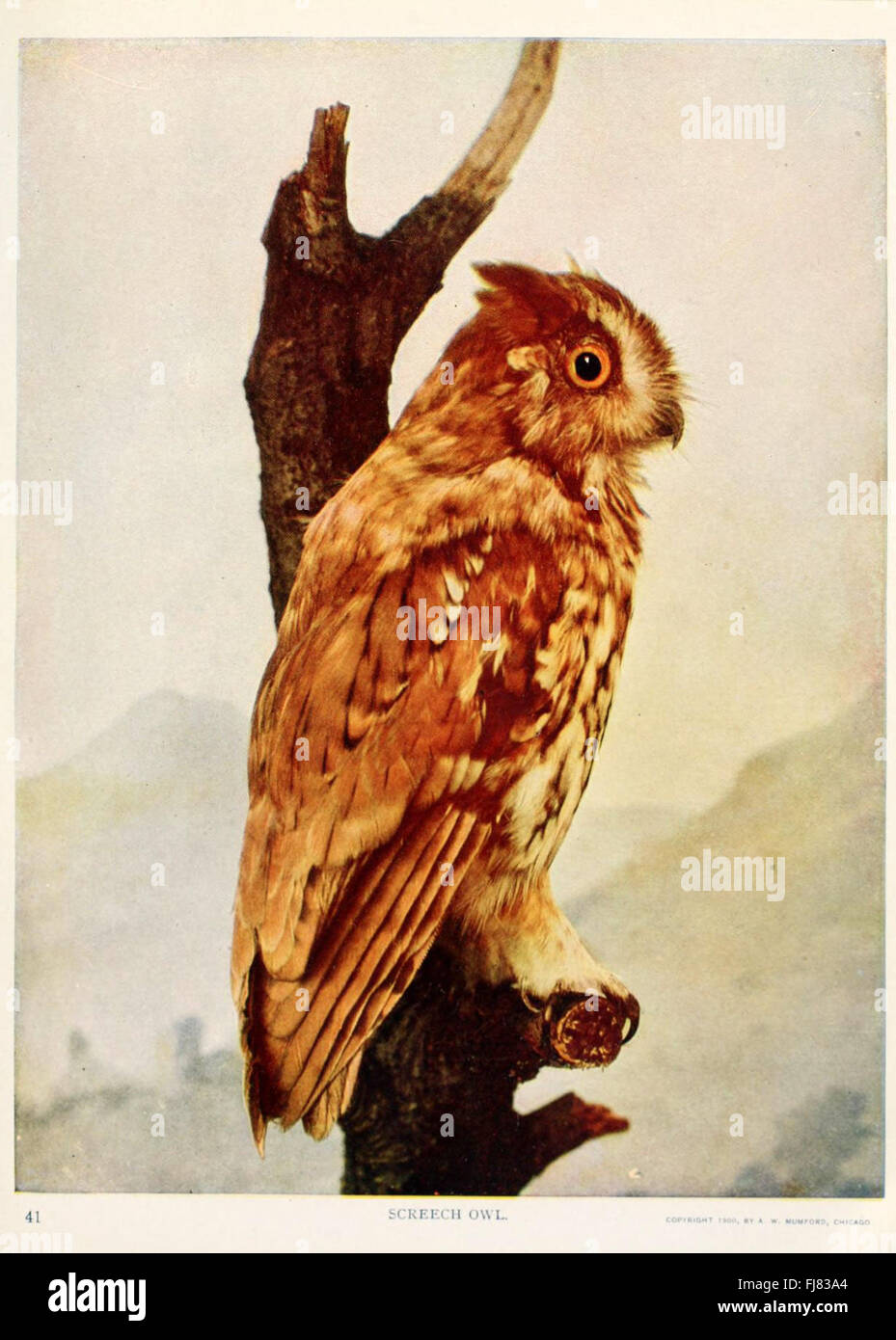 An illustration from 'Birds and Nature in Natural Colors,' featuring a ...