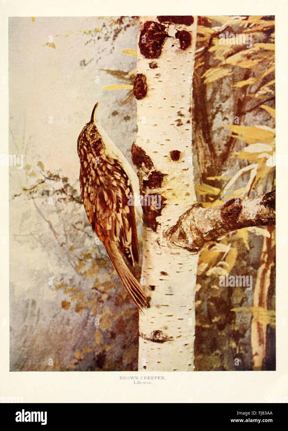 Birds and Nature in Natural Colors (Plate 28) - An illustrated ...