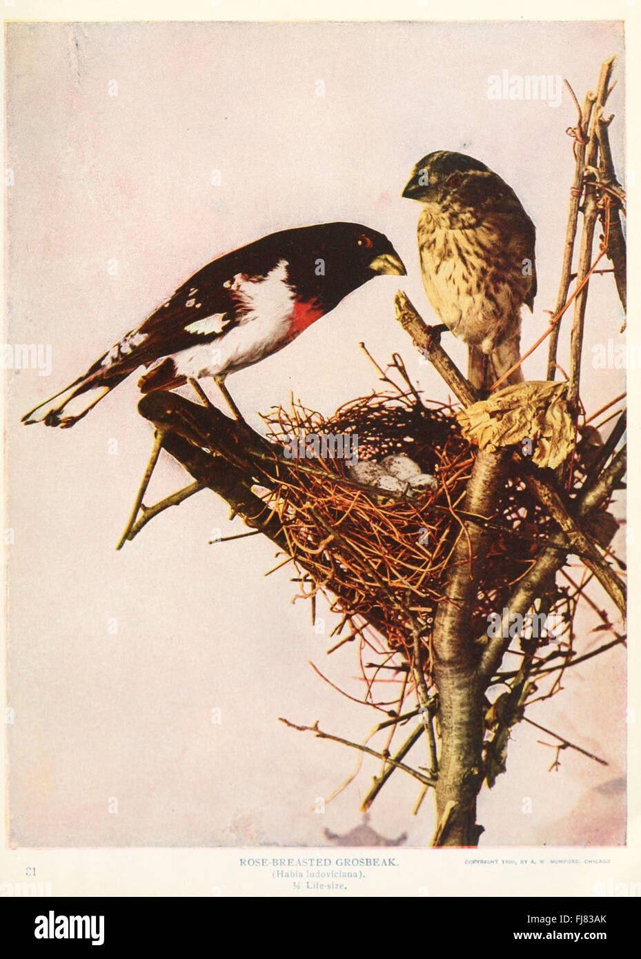 Birds and Nature in Natural Colors, Plate 35, showcasing detailed ...