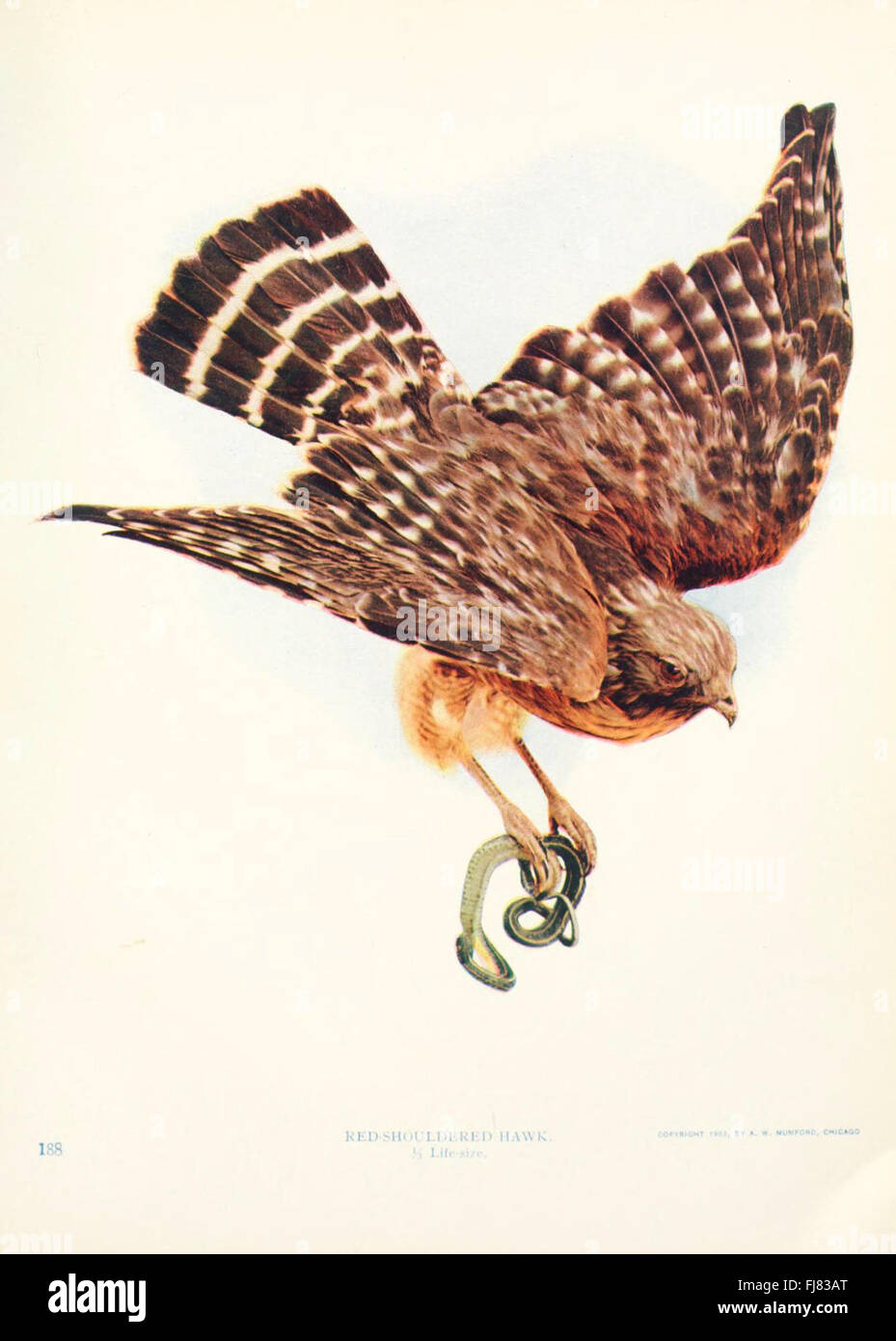 A vibrant depiction of birds in their natural colors, showcasing the ...