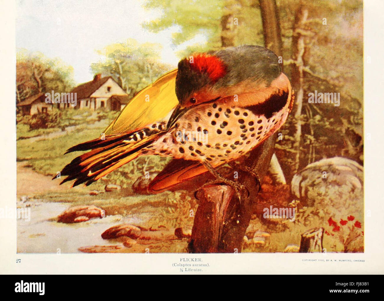 Birds and nature in natural colors (Plate 42 Stock Photo - Alamy