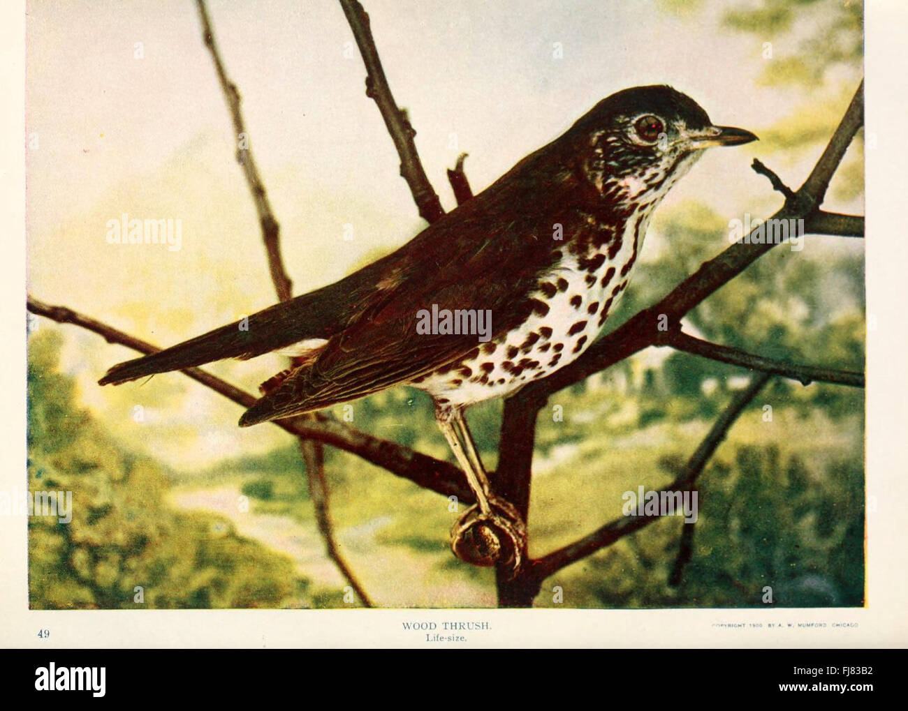 Birds and Nature in Natural Colors, Plate 43, showcasing North American ...