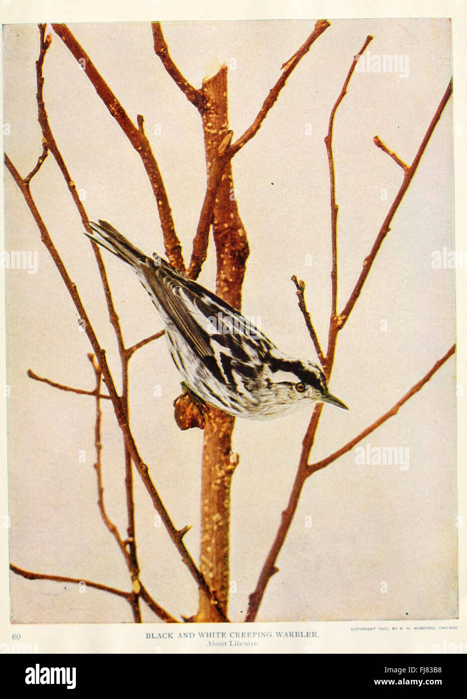 Birds and nature in natural colors (Plate 47 Stock Photo - Alamy