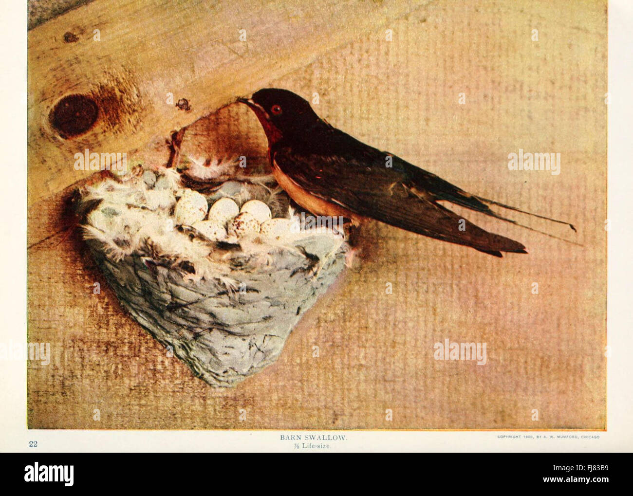 Birds and Nature in Natural Colors (Plate 5) - An Illustrated Study of ...