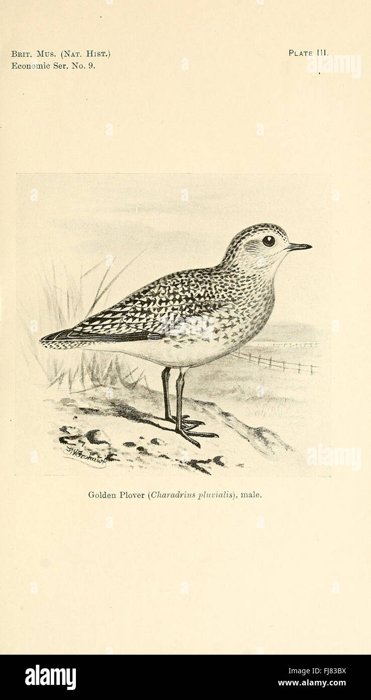 Birds Beneficial to Agriculture, Harvard University, MCZ, Ernst Mayr ...