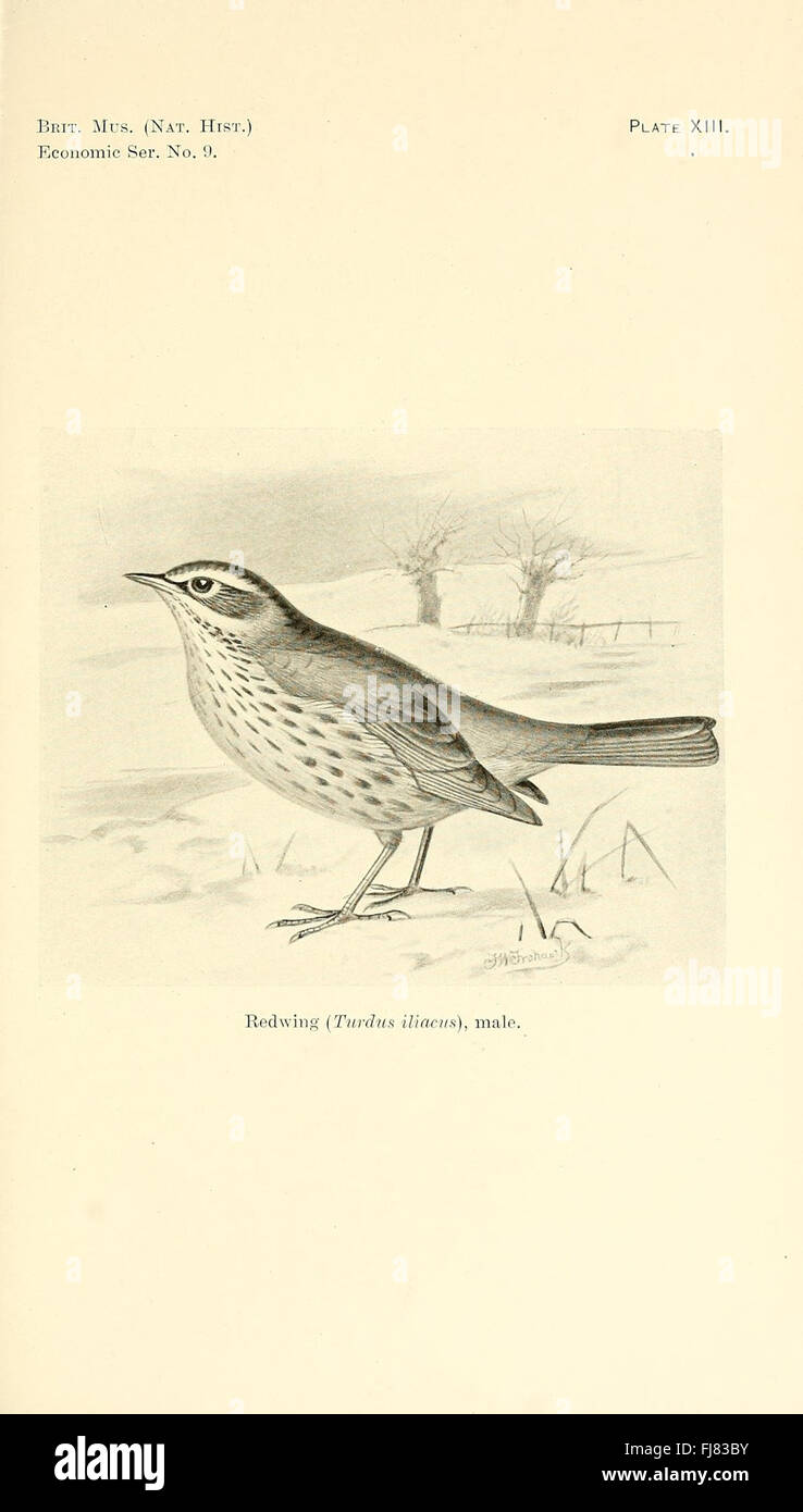 Beneficial birds hi-res stock photography and images - Alamy