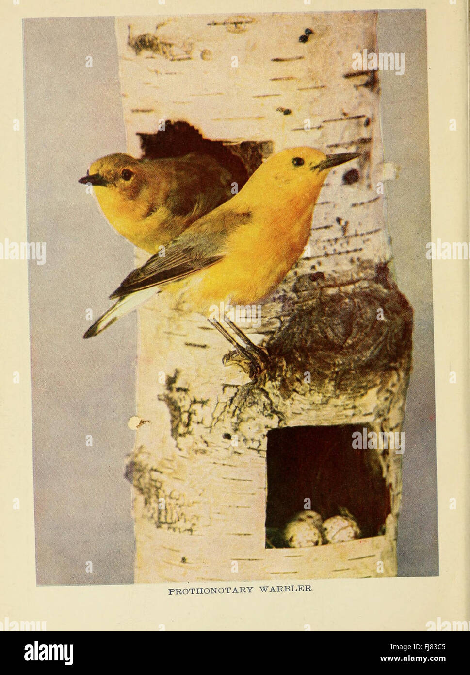 Birds of Lakeside and Prairie - A Study of Bird Species Found in North ...