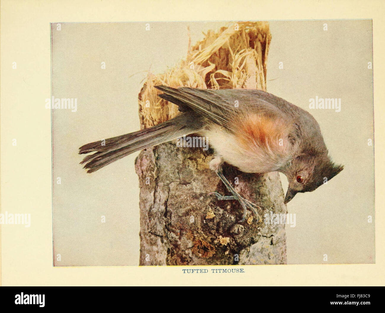 Birds of lakeside and prairie, Birds SIL Smithsonian Institution ...