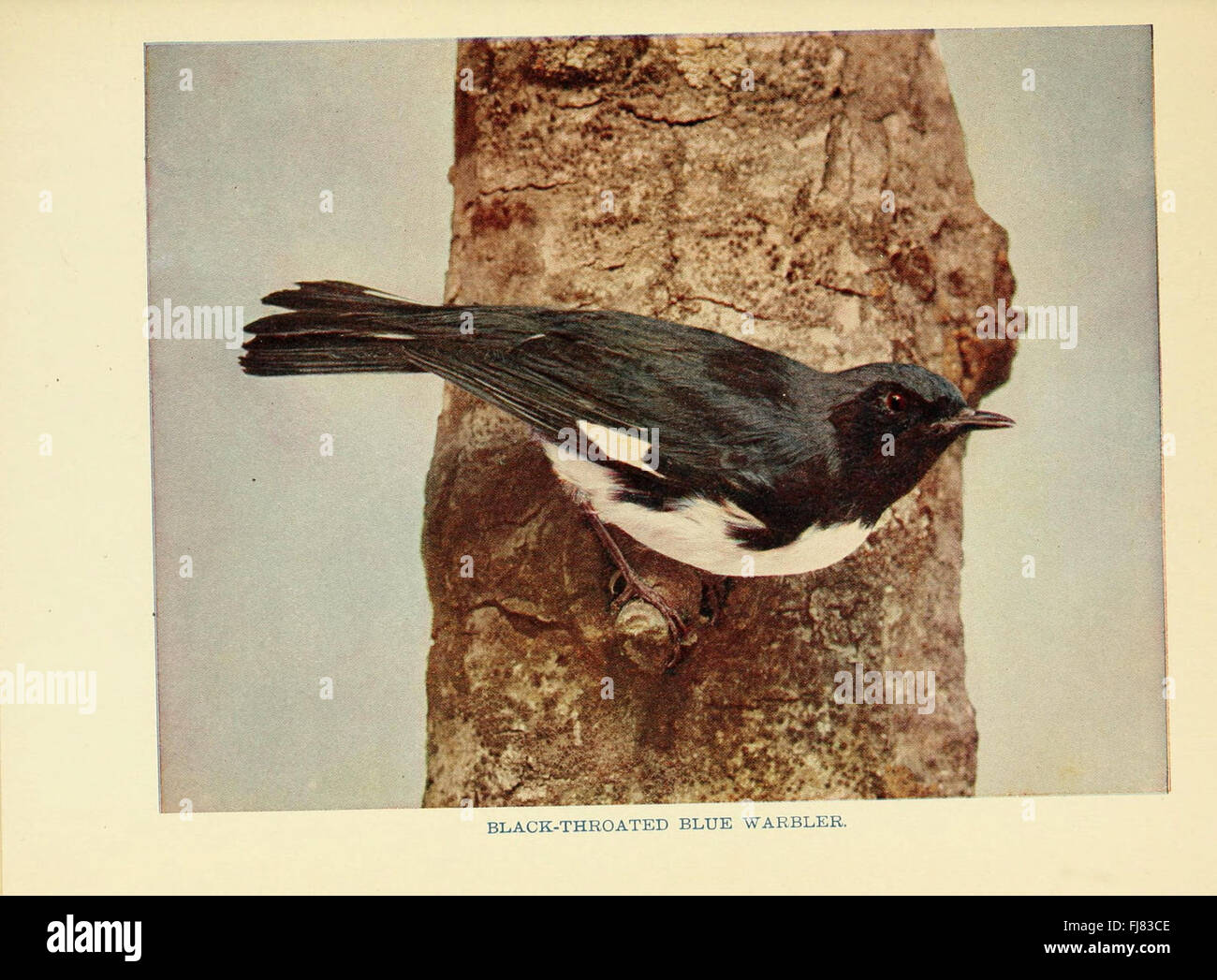 Focusing on bird species and their behaviors hi-res stock photography ...