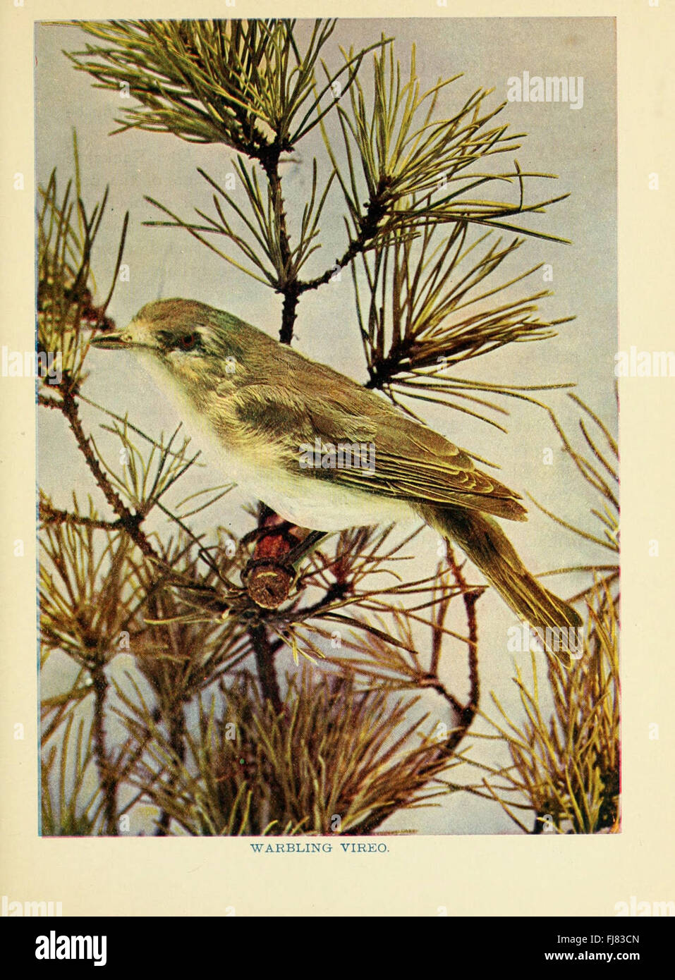 Birds of Lakeside and Prairie, Birds, SIL Smithsonian Institution ...