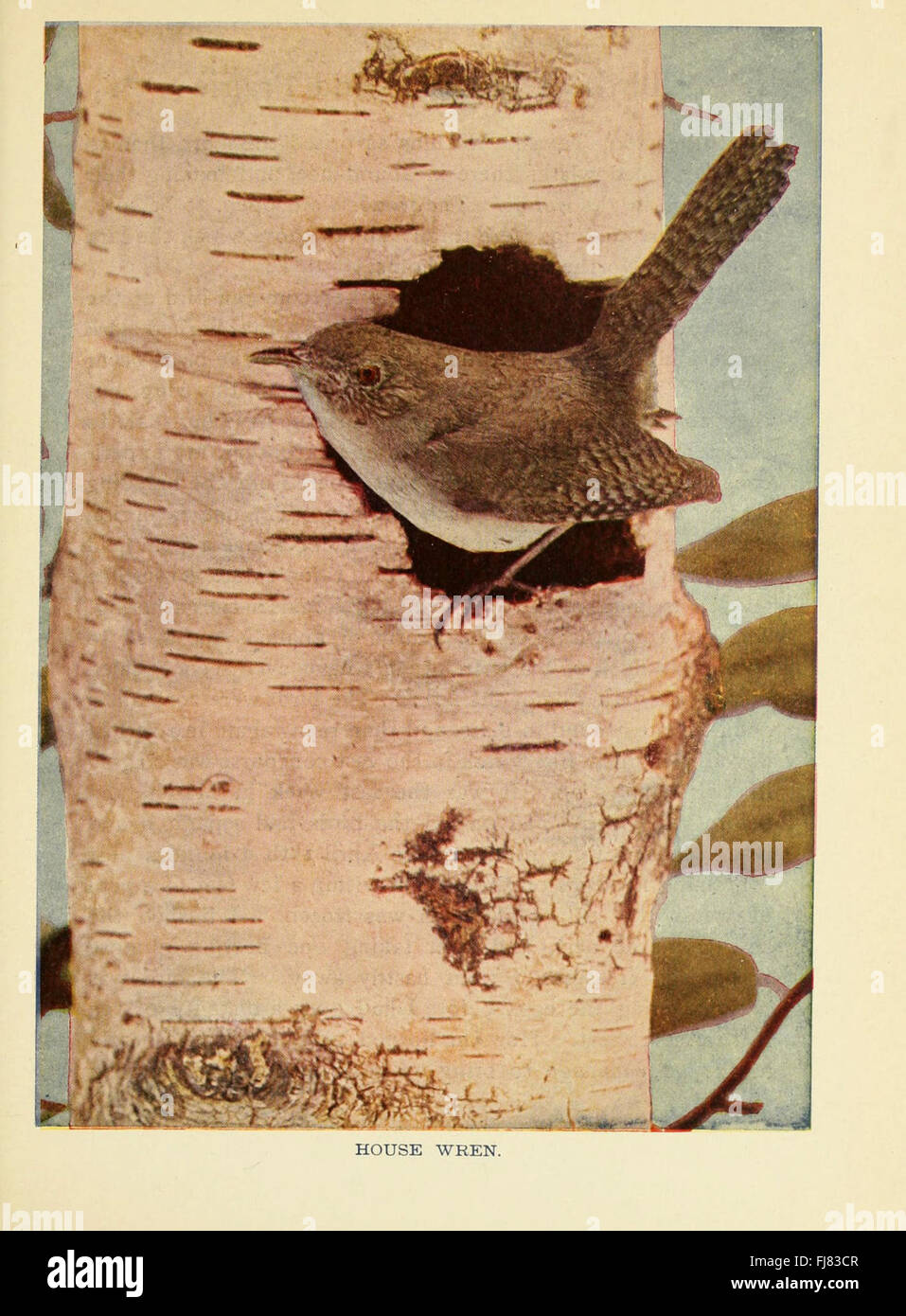 Birds of lakeside and prairie - A comprehensive guide to bird species ...