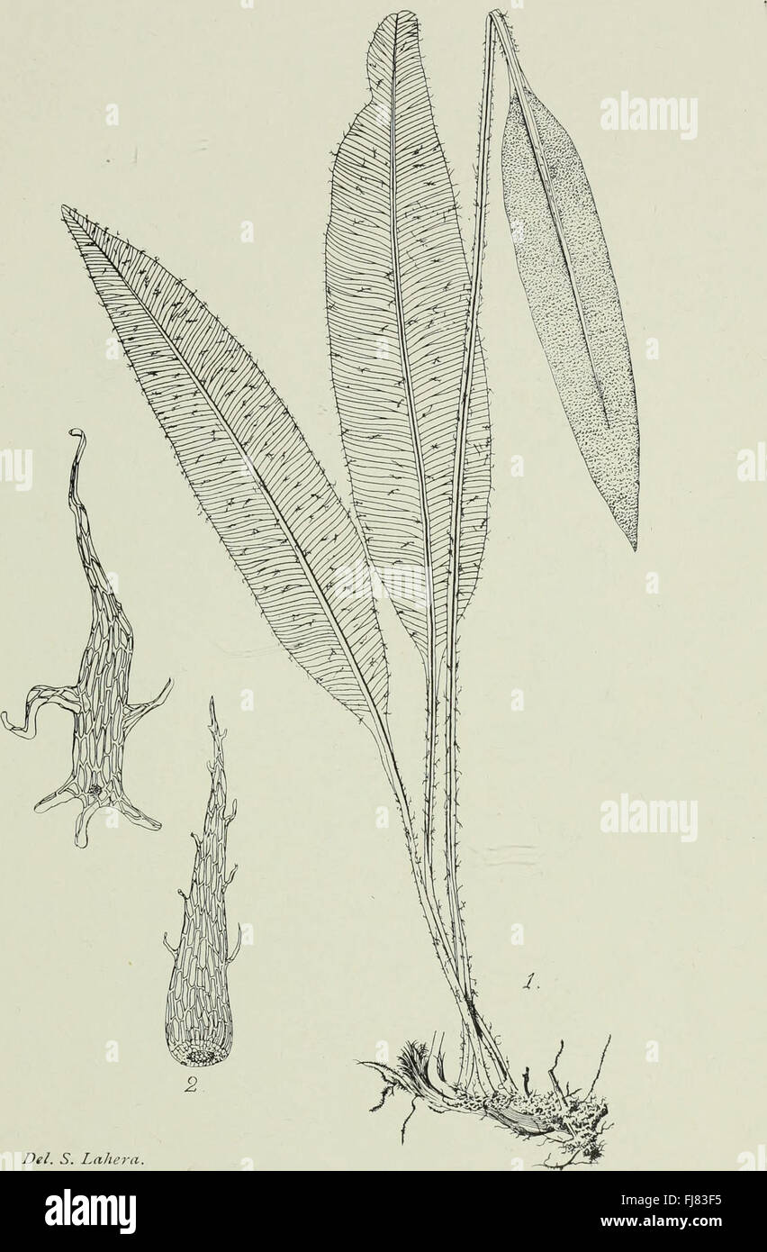 Botanical Research and Illustrations from 1916, Botanical Studies ...