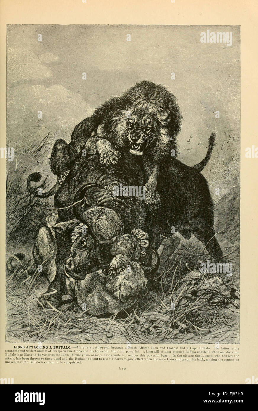 A page from *Brehm's Life of Animals*, showcasing mammal species and ...