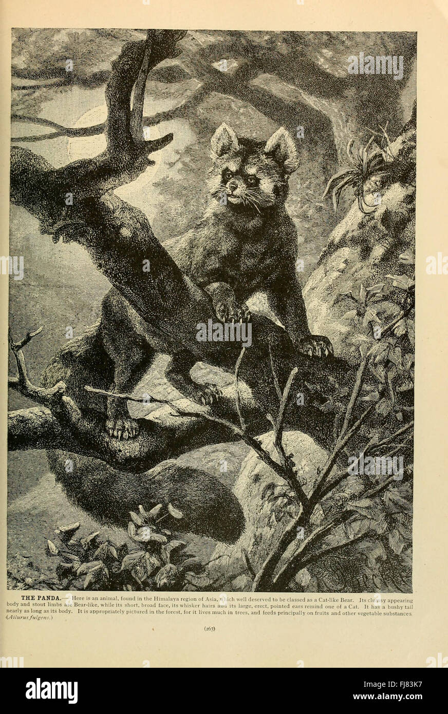 An exploration of animal behavior, focusing on mammals in this section ...