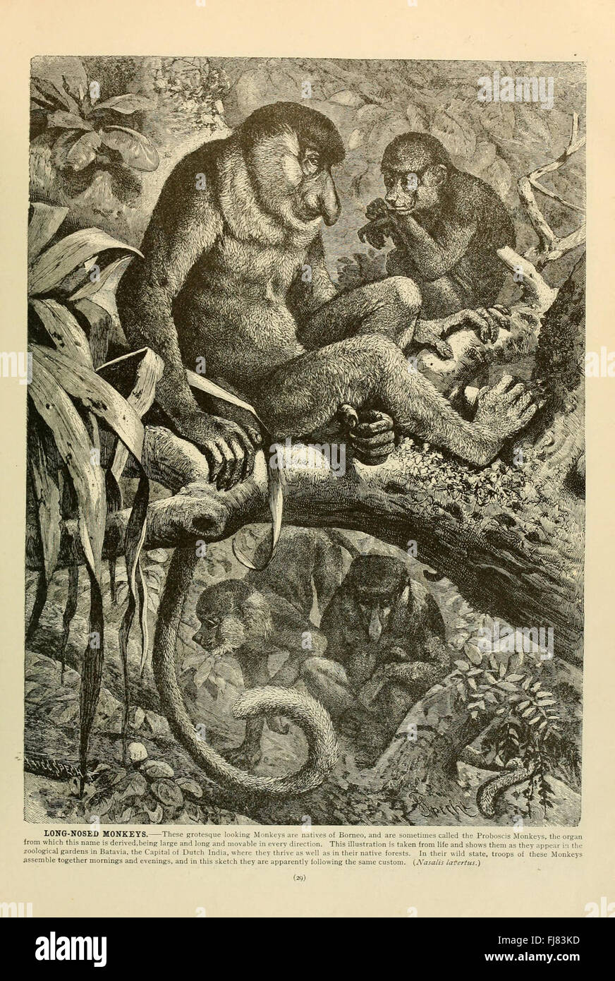 An excerpt from Brehm's 'Life of Animals,' discussing animal behavior ...