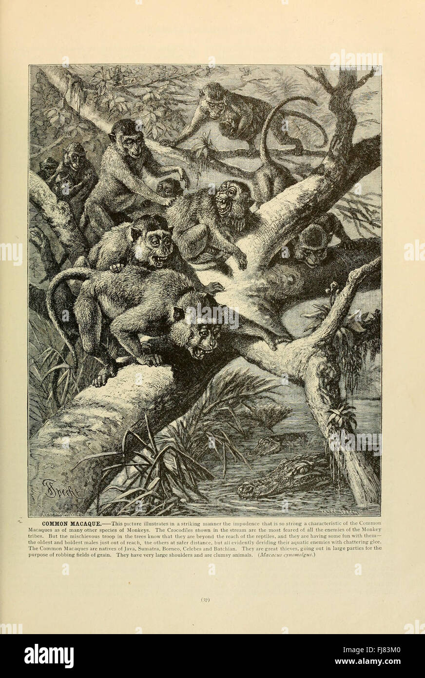 An exploration of animal life, focusing on mammalian behavior and ...