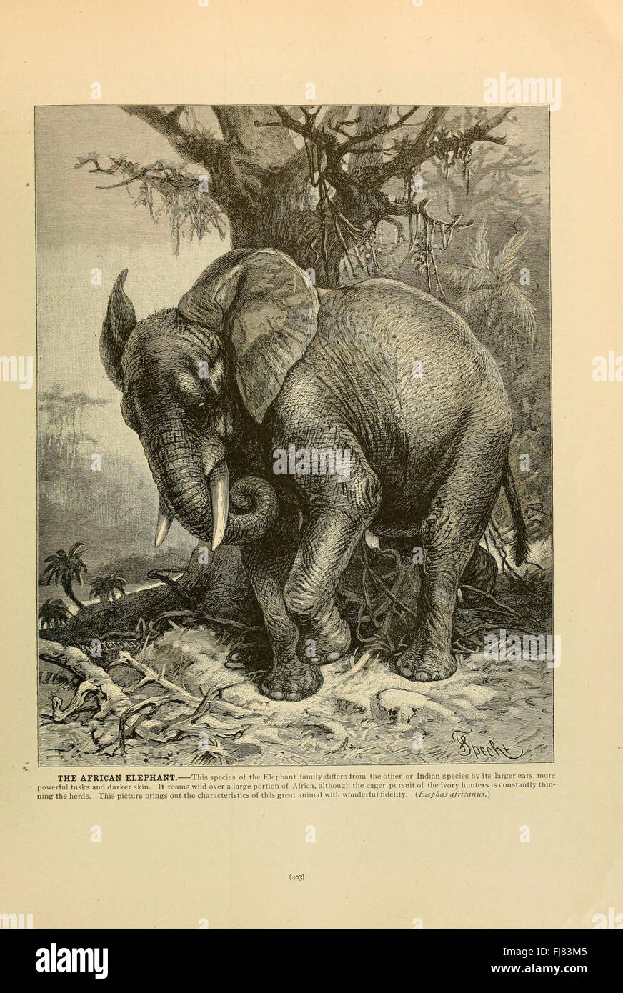 Brehm's Life of Animals (Page 403), American Museum of Natural History ...