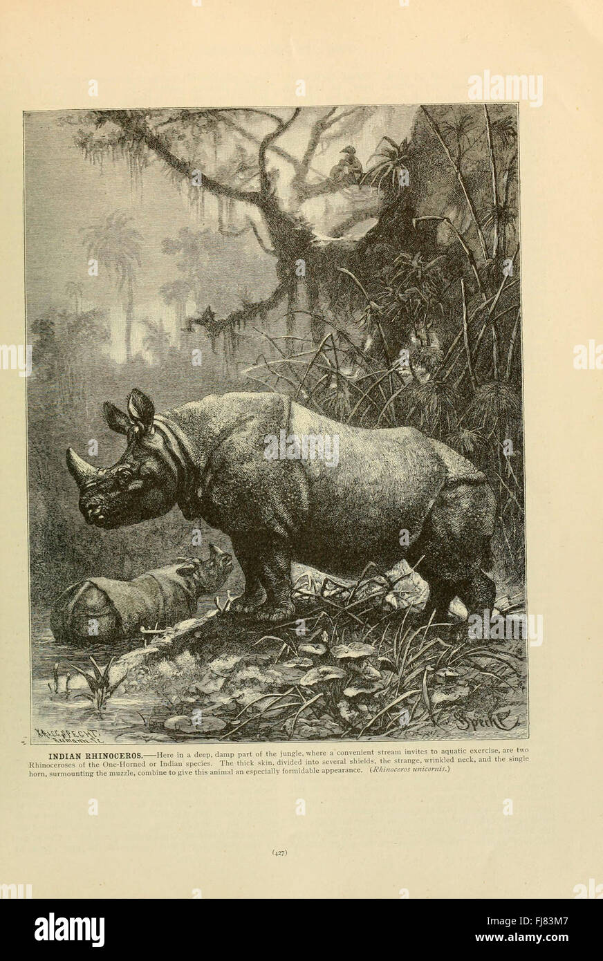 Animals species hi-res stock photography and images - Alamy