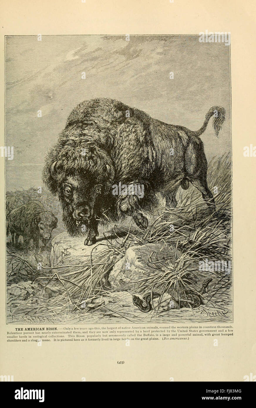 Animal behavior, mammals, zoology, animal classification, animal ...