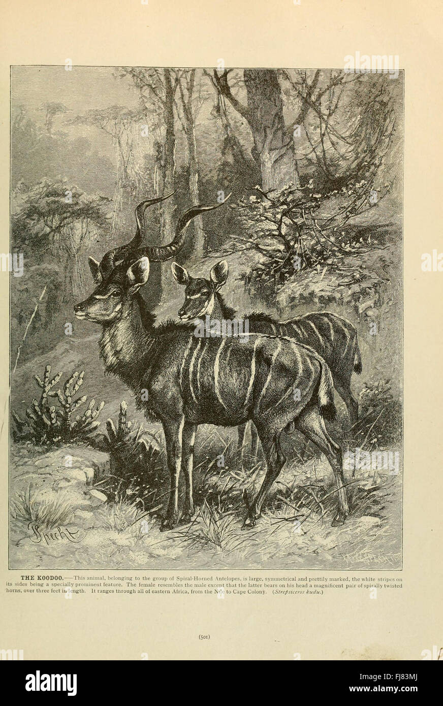 An extensive work on animal behavior and life Stock Photo - Alamy