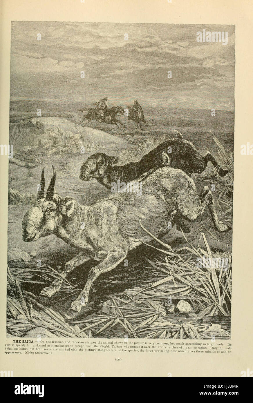 A detailed account of the behavior and lives of various animal species ...