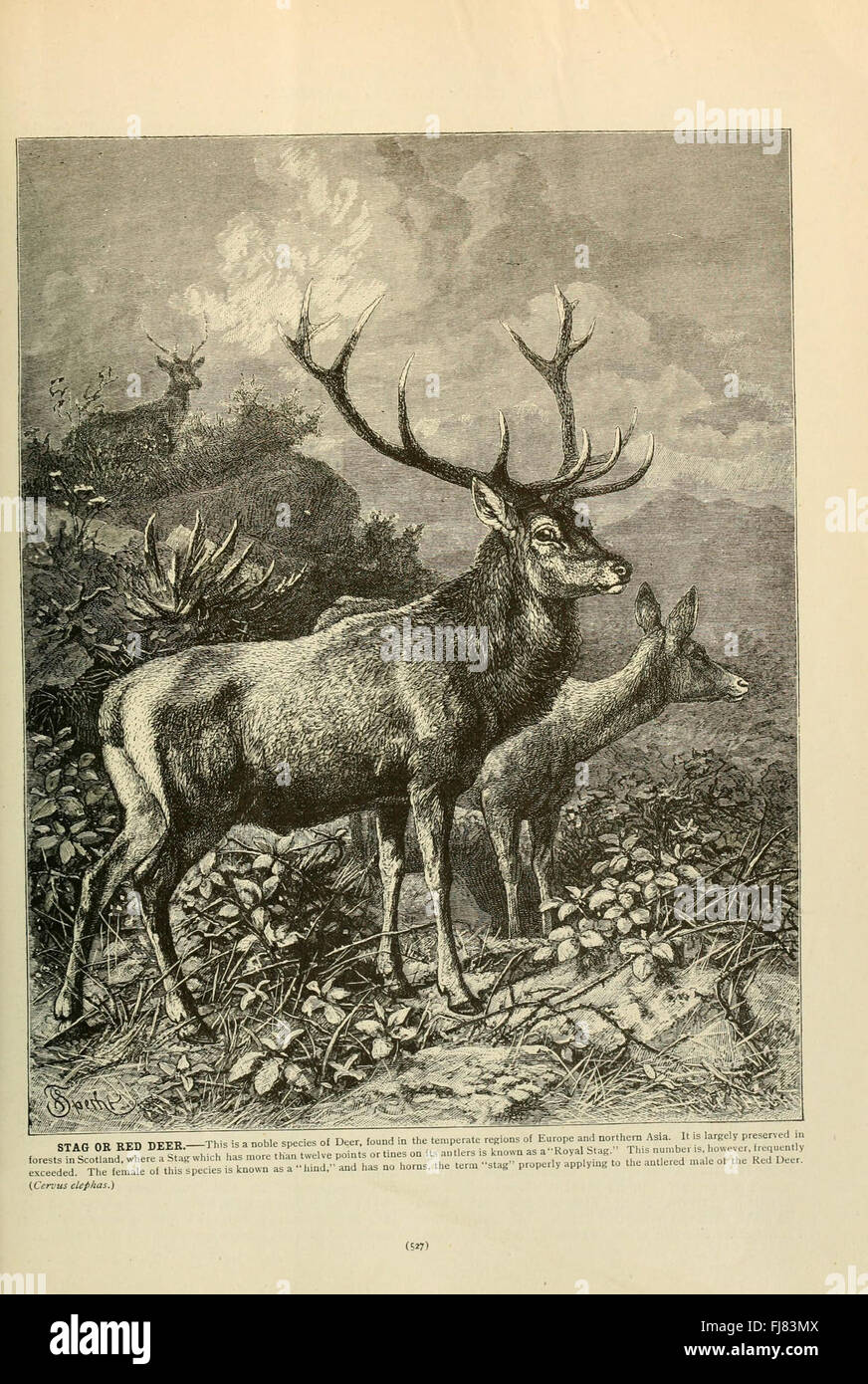 An exploration of animal behavior and life, focusing on mammals, from ...