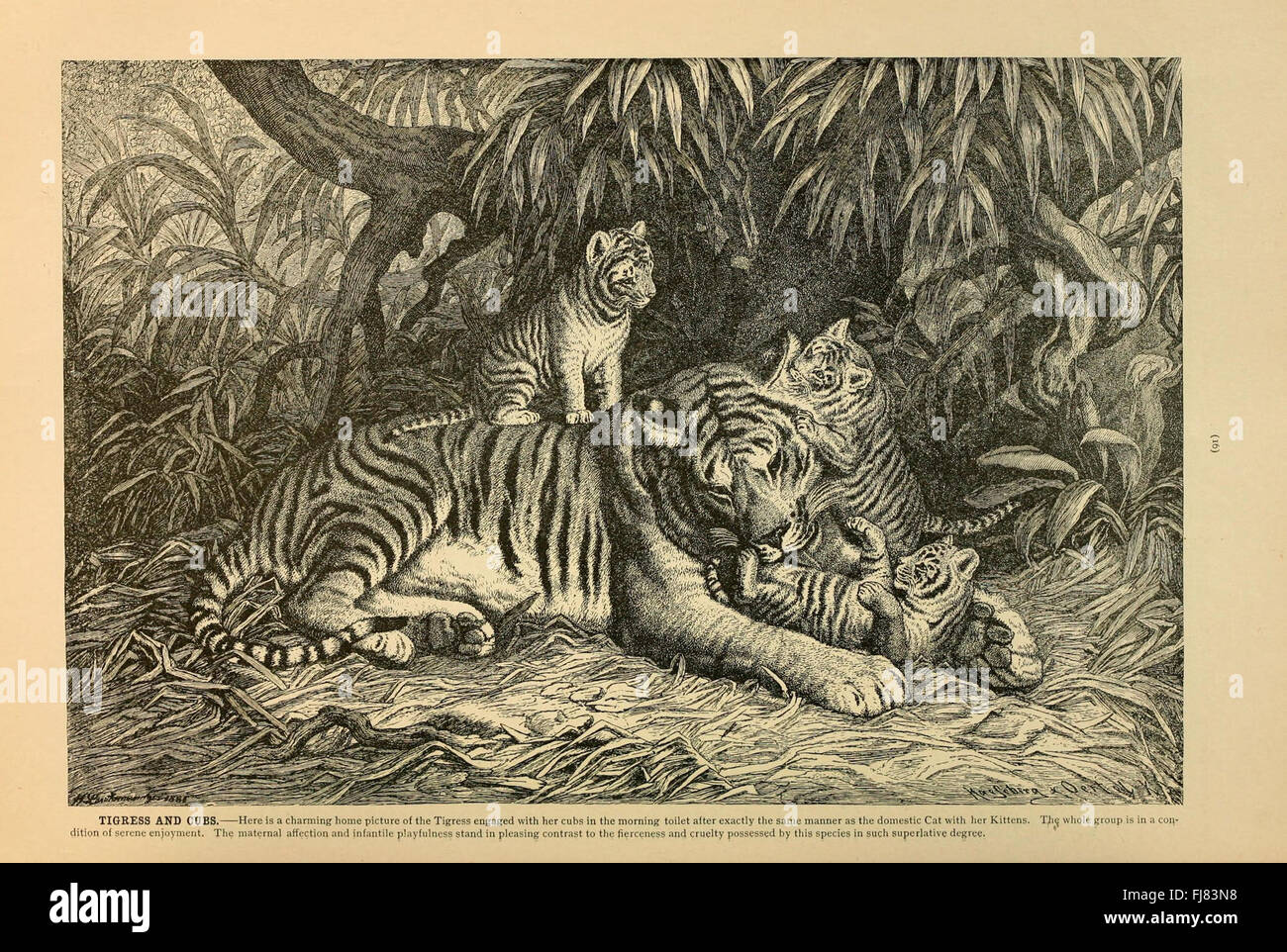 A detailed study of animal life, focusing on mammalian behavior and ...