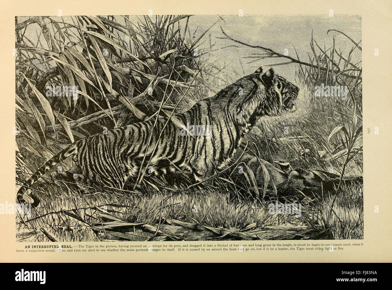 A detailed account of animal behavior and mammals, offering an ...