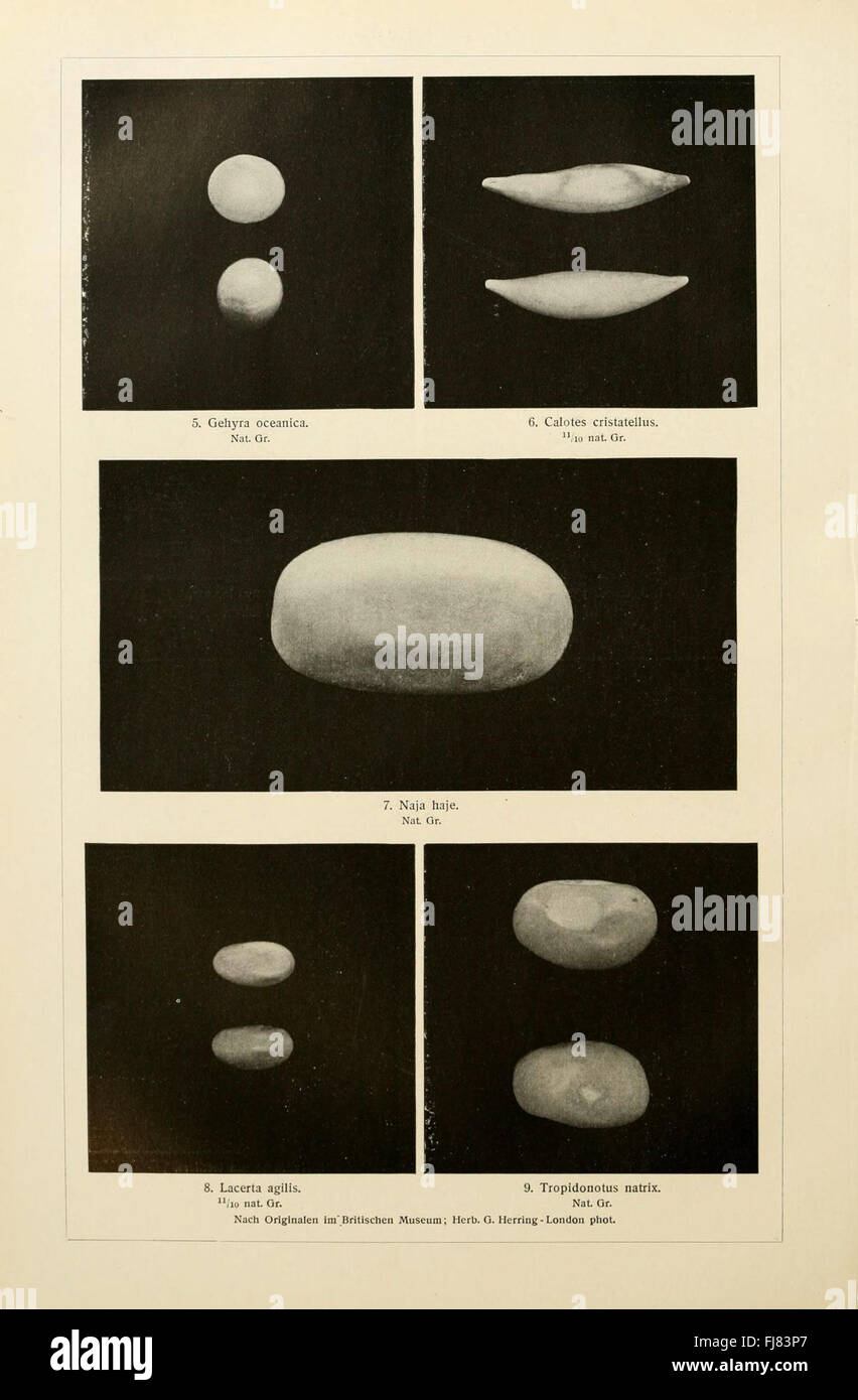 Illustrated zoological study on reptile eggs, detailing their behavior ...